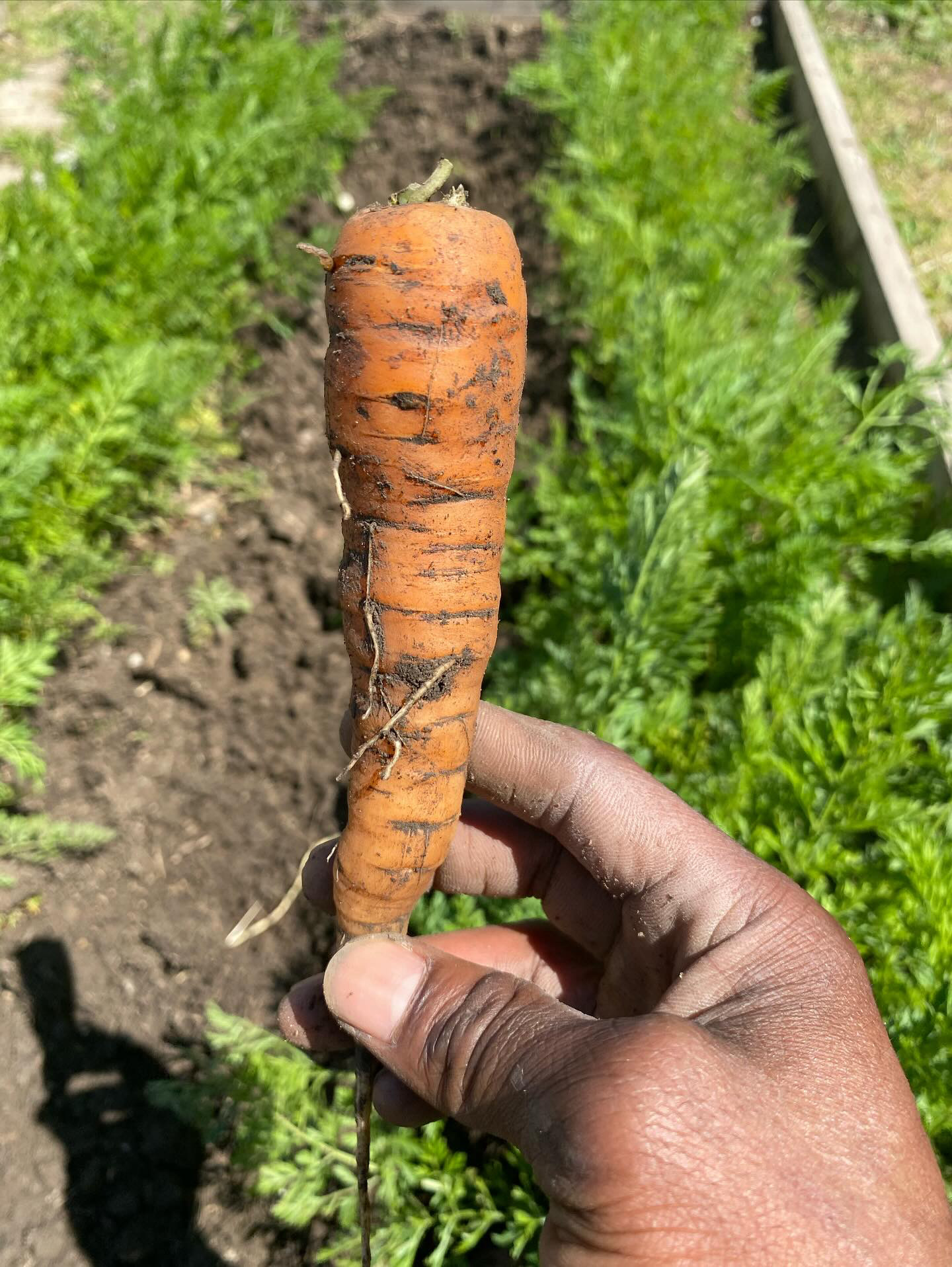 Urban Uplift LA – Planting seeds and watching them grow.